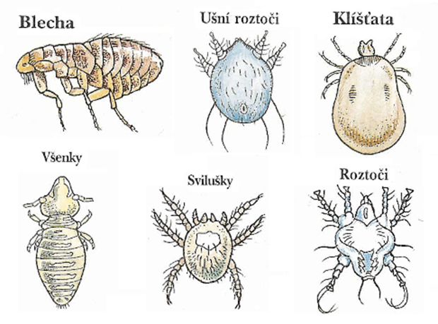 Lékařská zpráva: Česká republika potřebuje odčervit. Je plná parazitů ...